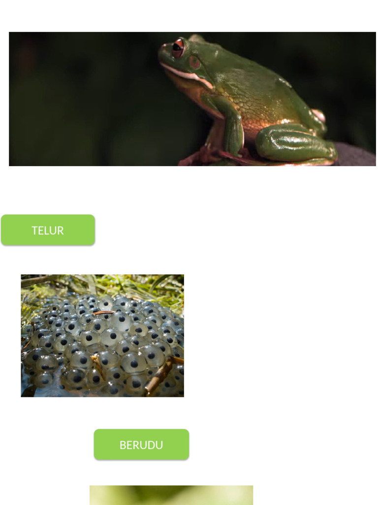 Kitaran Hidup Katak | PDF