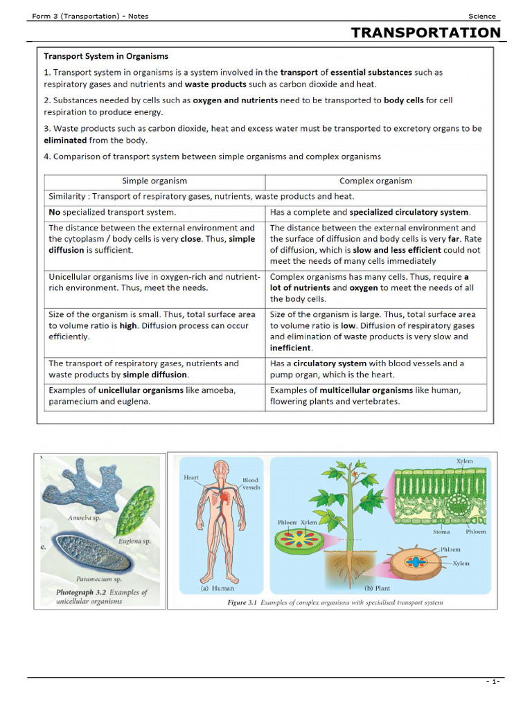 Chapter_3_Transportation_Notes_MT21 | PDF