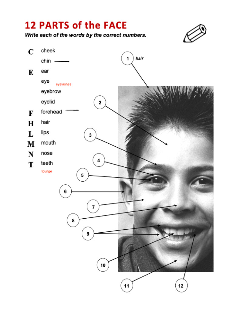 Face and Body Part Vocabulary Exercise | PDF