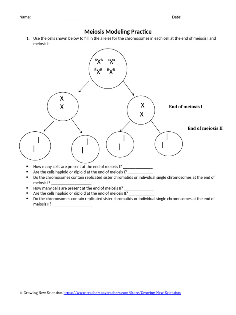 Meiosis+Modeling+Practice+Worksheet (1) | PDF | Meiosis | Ploidy