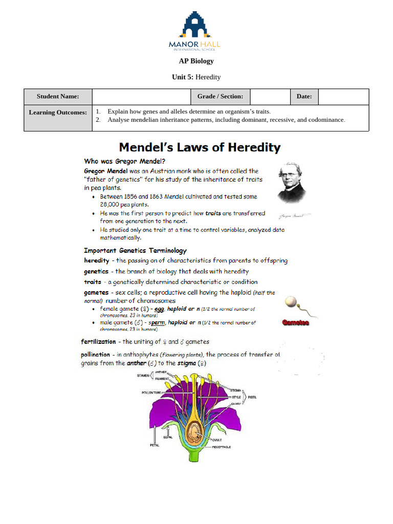 Introduction+to+Mendelian+Genetics | PDF | Dominance (Genetics) | Genotype
