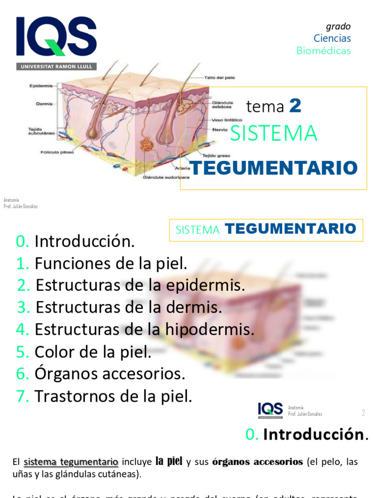 Sistema Tegumentario - ALUMNOS | PDF | Piel | Epidermis