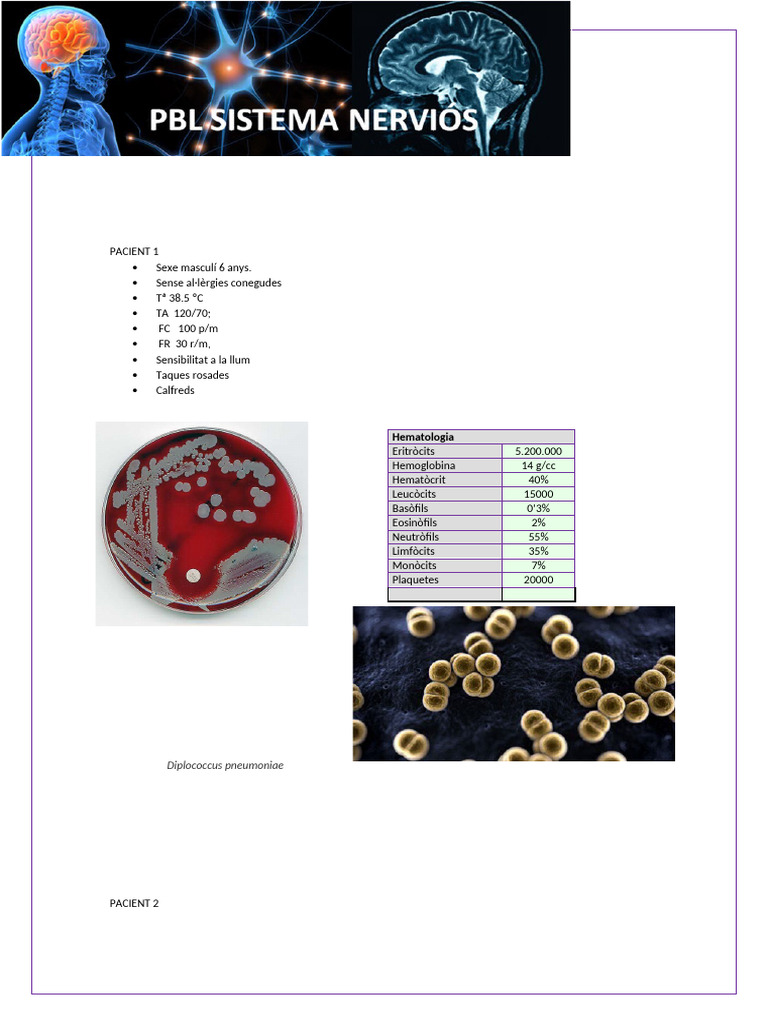 PBL Sistema Nerviós | PDF