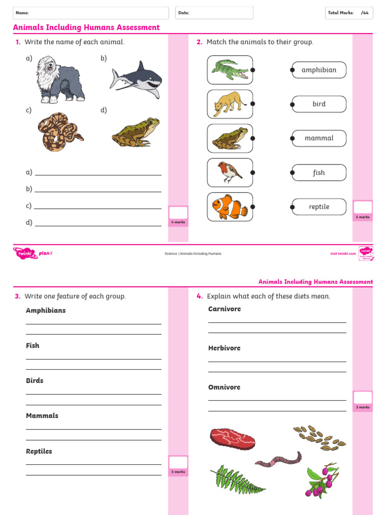 ANIMAL GROUPS WORKSHEET | PDF | Organisms | Biology