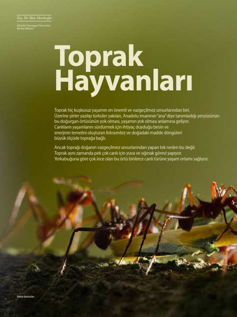 Toprak Hayvanlari | PDF