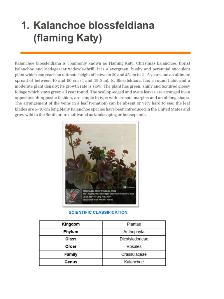 Dissertation Plants Zoology | PDF | Fern | Botany