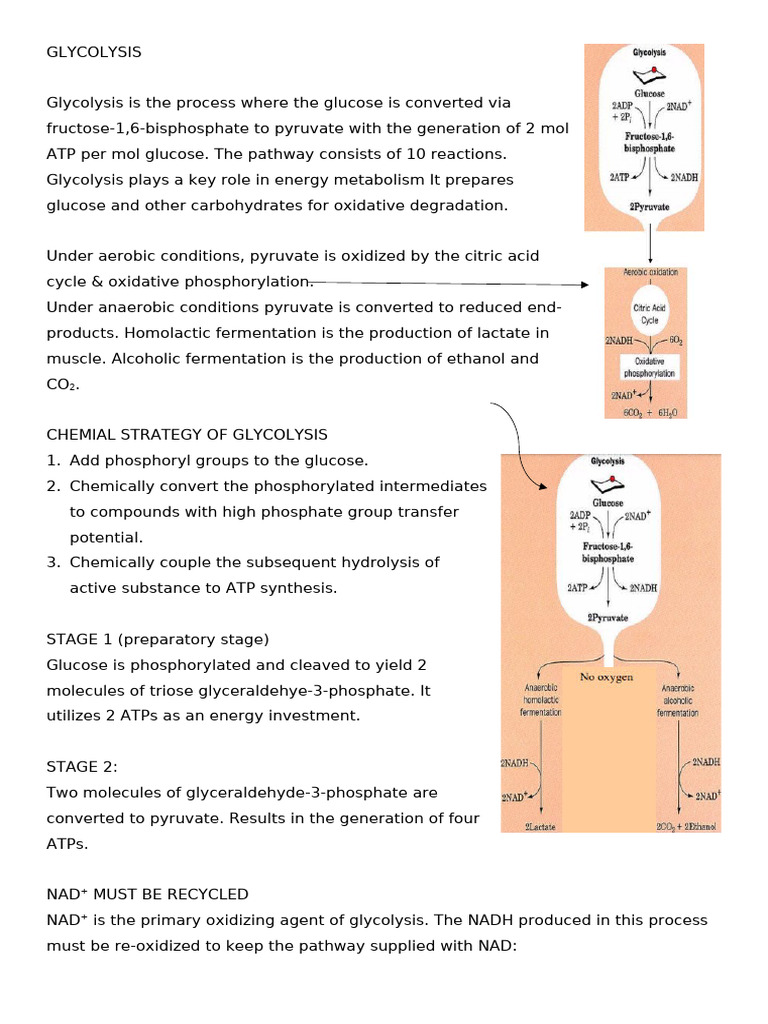 Biochemistry Glycolysis Notes | PDF | Glycolysis | Adenosine Triphosphate