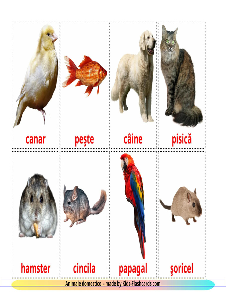 Animale Domestice 8 A4 | PDF