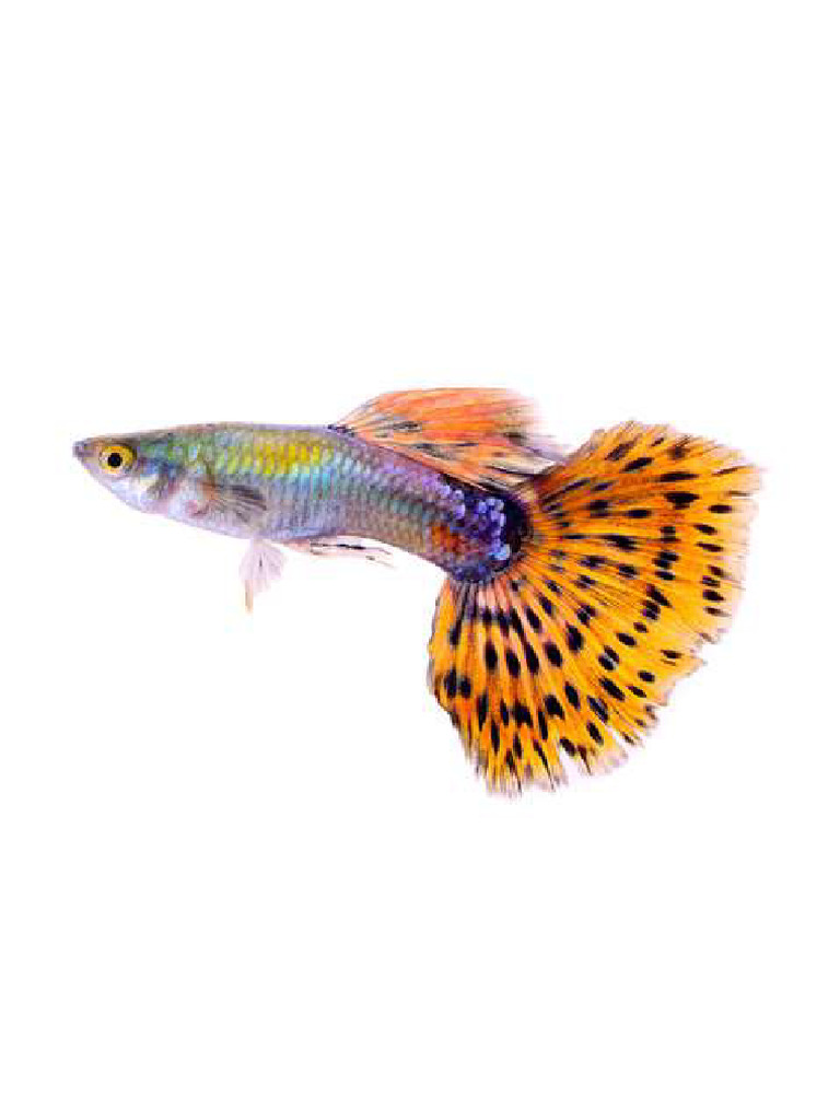 Guppy | PDF
