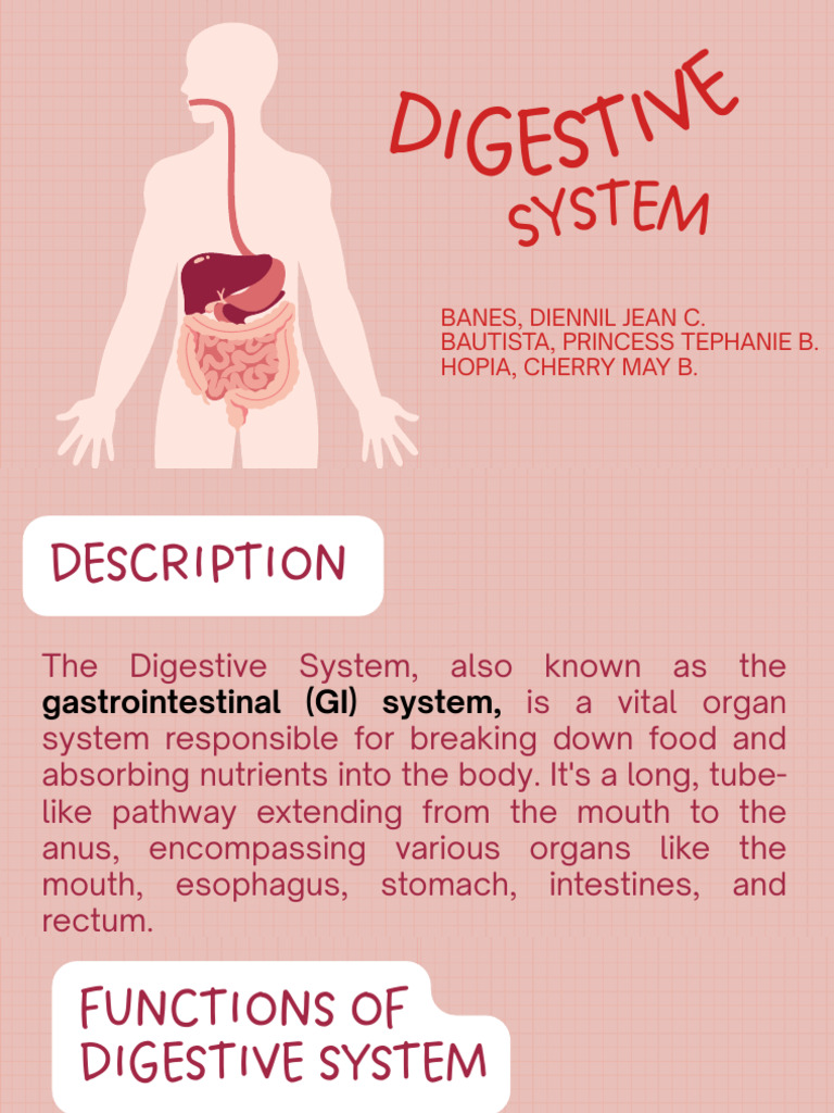 Digestive System Educational Video in Red Pink Illustrative Style ...