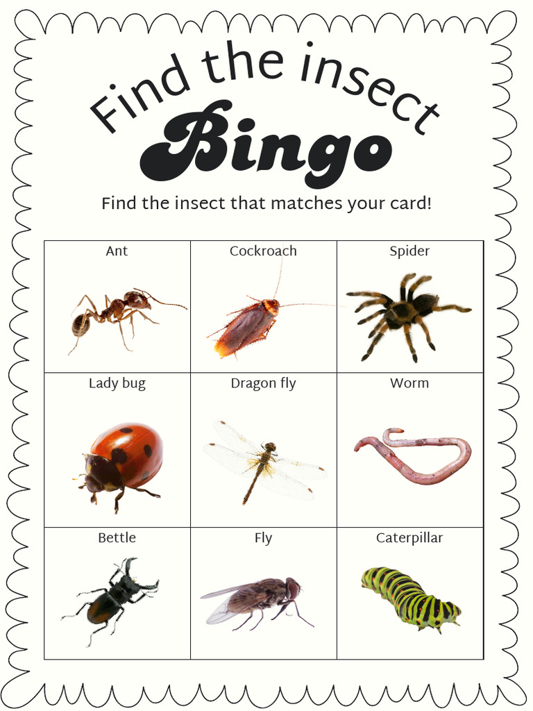 Identifying Insects (Bingo Game) | PDF