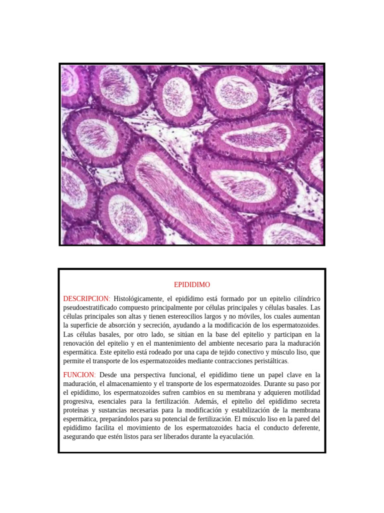 Histología del aparato yuxtamedular | PDF | Riñón | Homeostasis