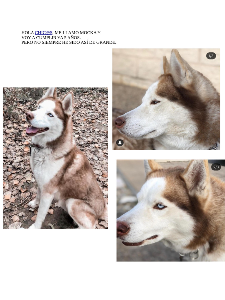 Perro Juan | PDF