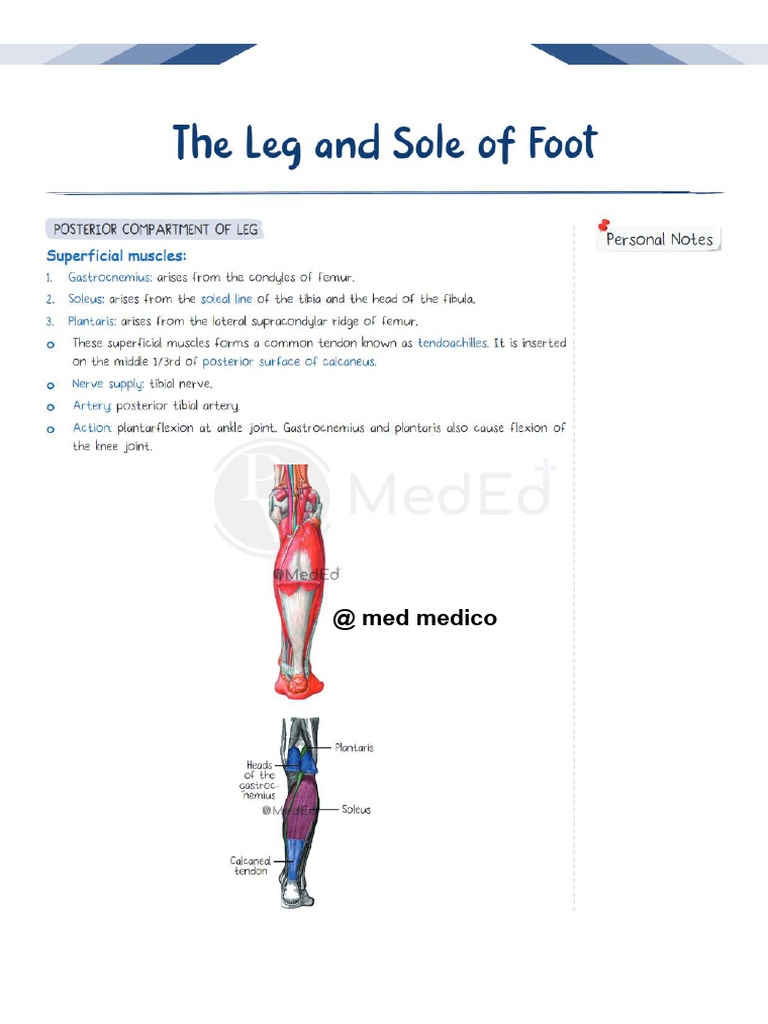 The Leg and Sole of Foot | PDF