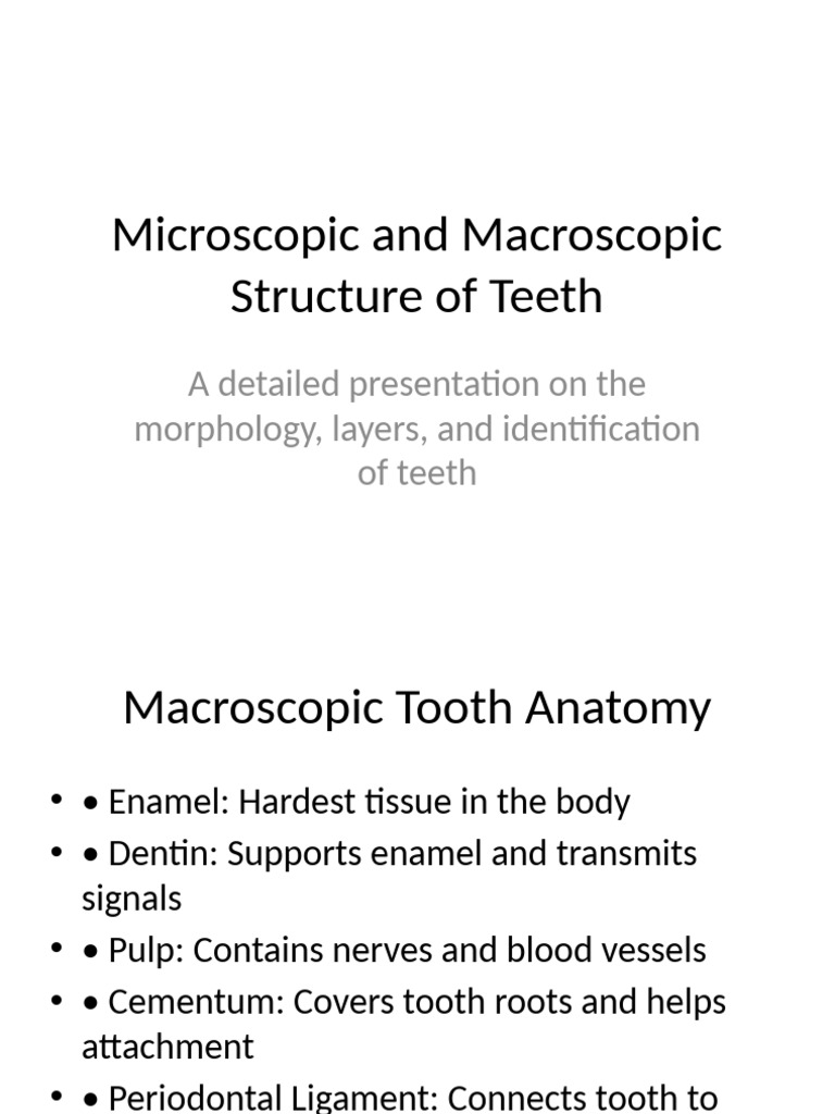 Structure and Identification of Teeth | PDF