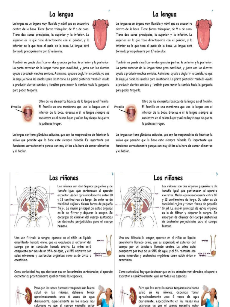 Taller De Comprension Lectora Pdf