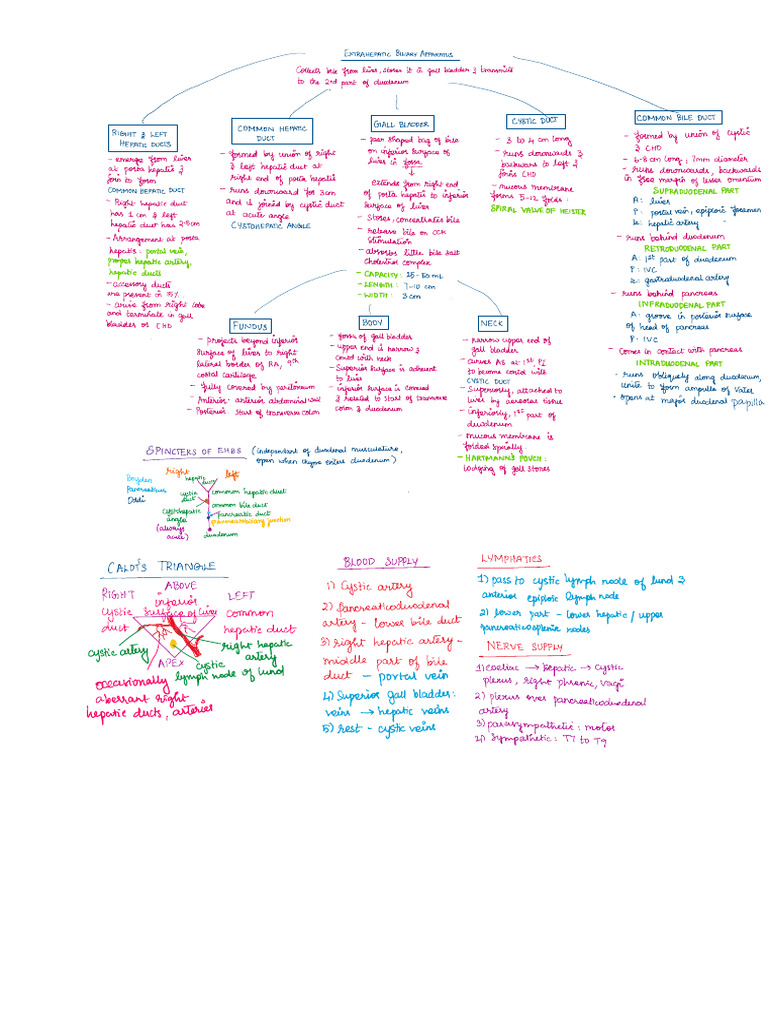 Extrahepatic Biliary Apparatus | PDF