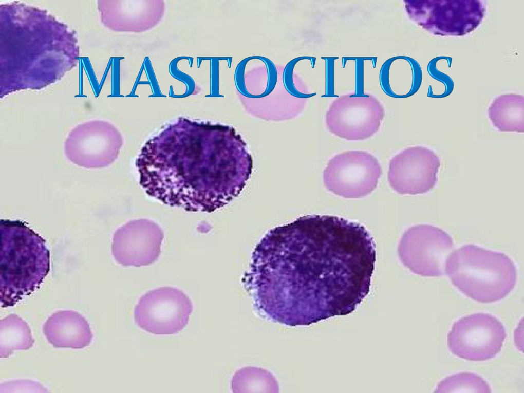 MASTOCITOS | PDF