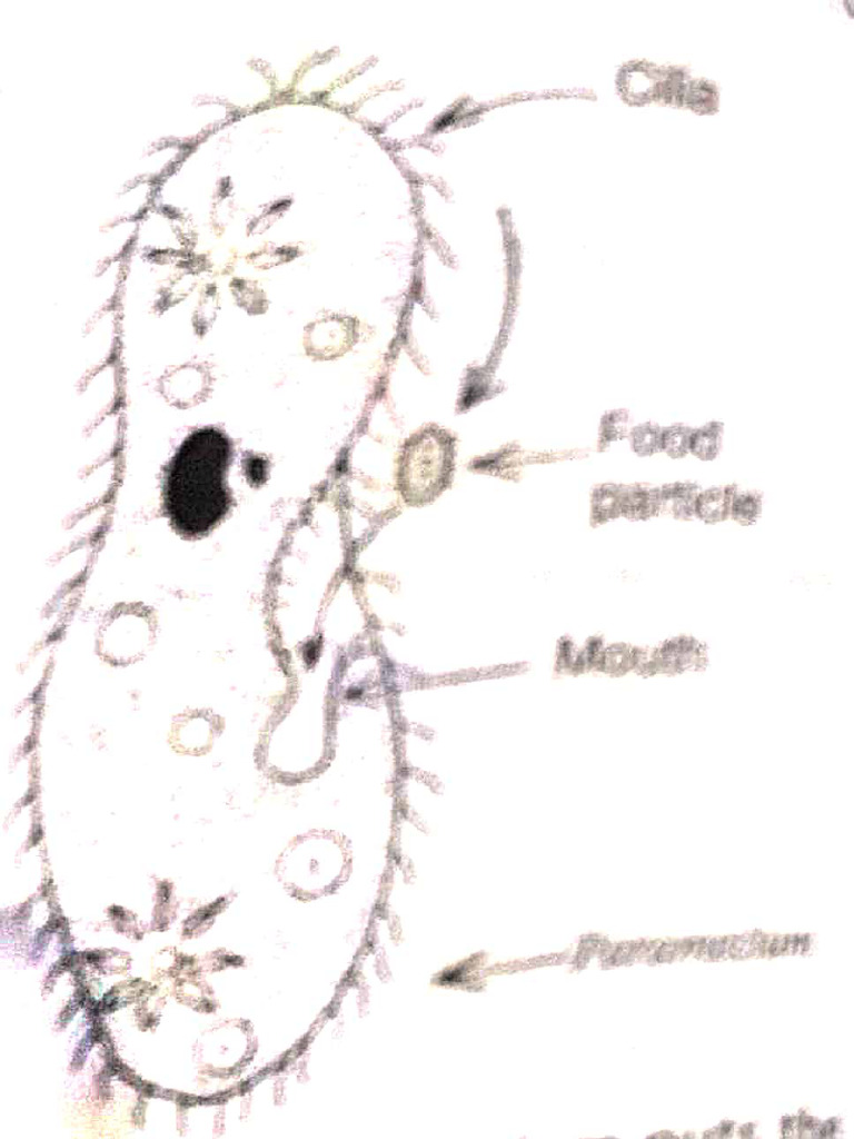 Paramecium | PDF