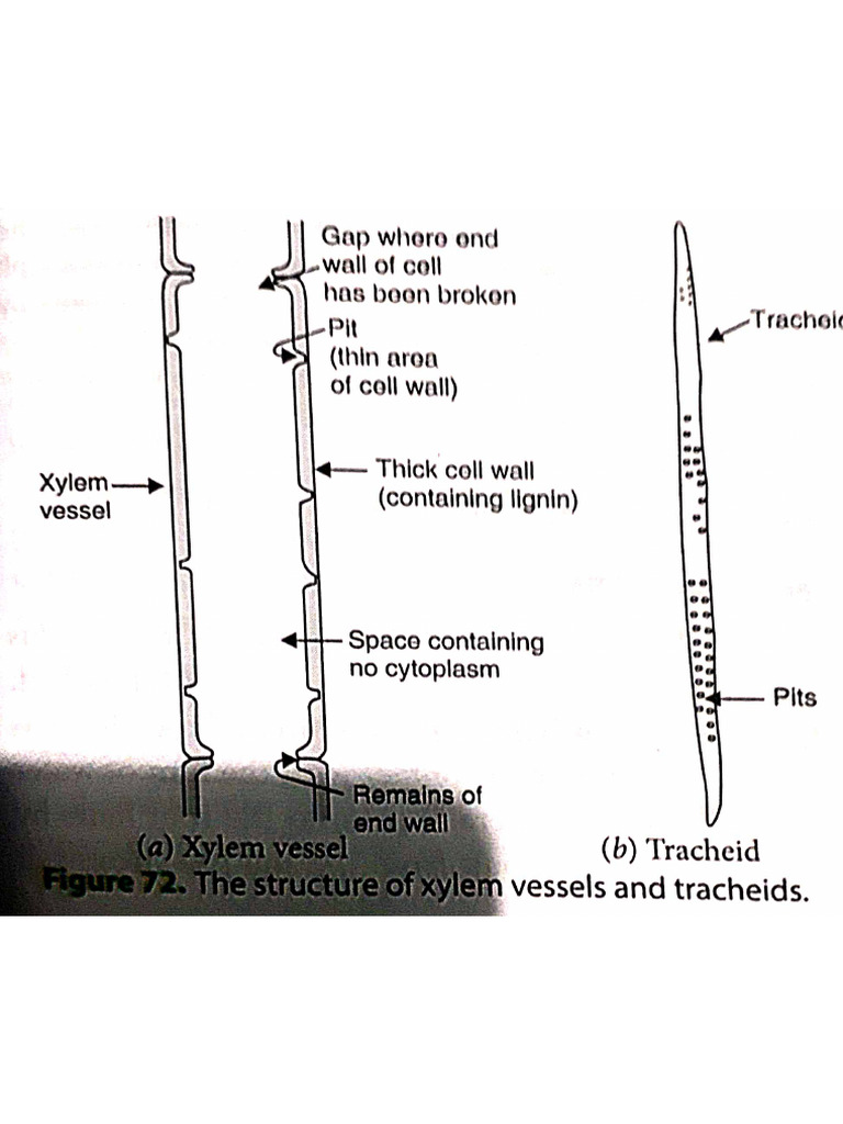Tracheids and Vessels | PDF