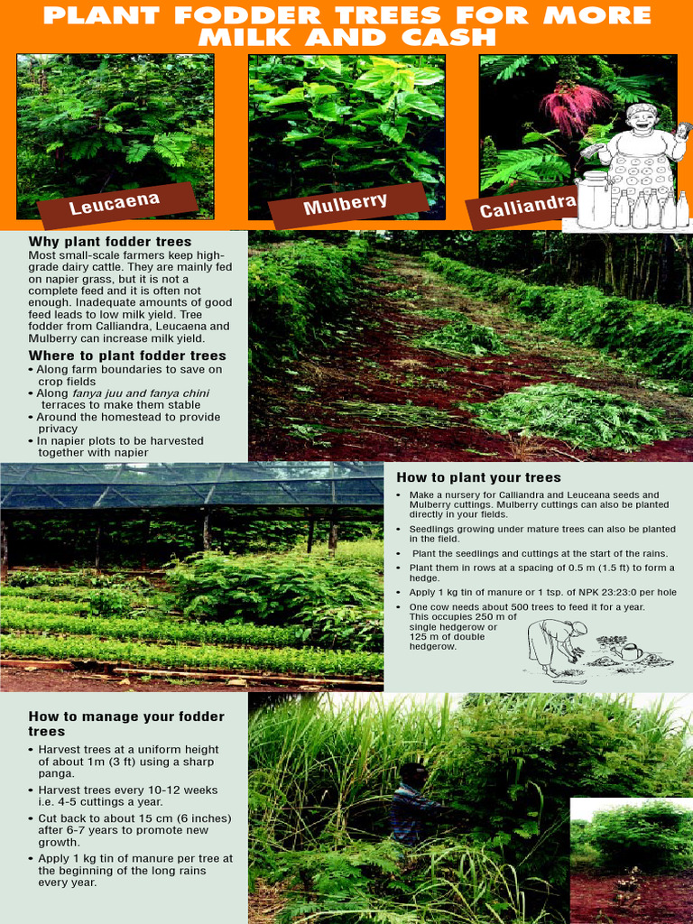 Plant Fodder Trees Poster English | PDF | Fodder | Dairy