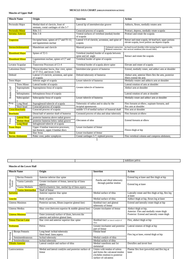 Muscle Chart - O, I, A - Big 25 Worksheet ANS | PDF | Human Leg | Pelvis