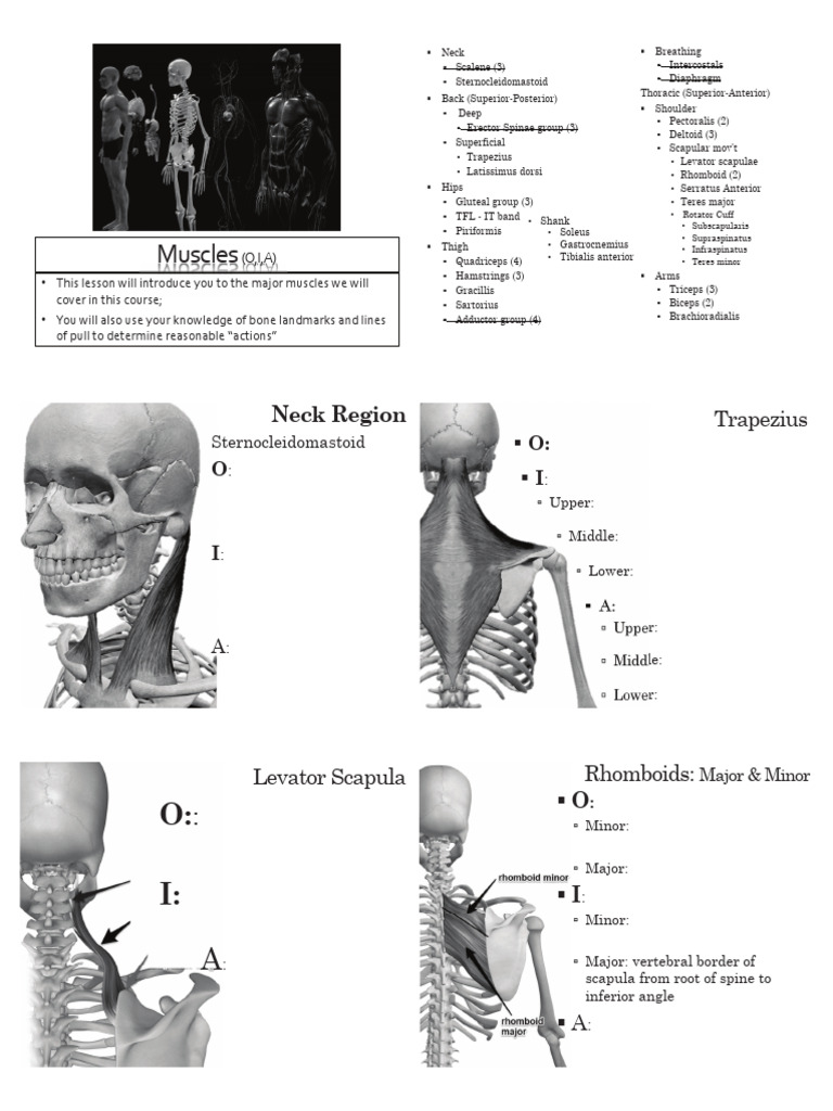 Lesson 0verview B - Muscle Outline B&W Handout | PDF | Human Leg | Joints