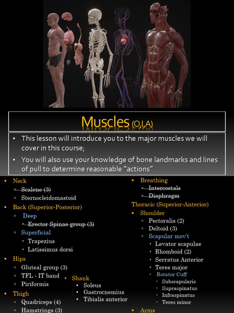 Lesson 0verview B - Muscle Outline | PDF | Human Leg | Human Anatomy