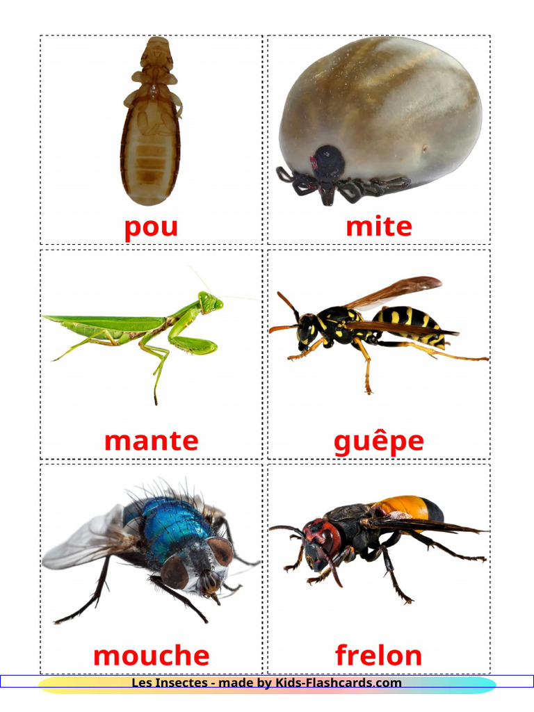 Les Insectes 6 A4 | PDF
