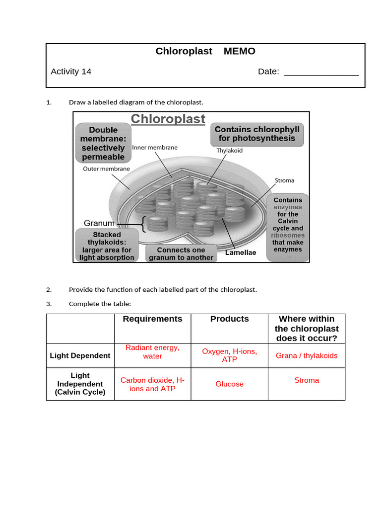 Activity 14 Diagram of Chloroplast Memo | PDF