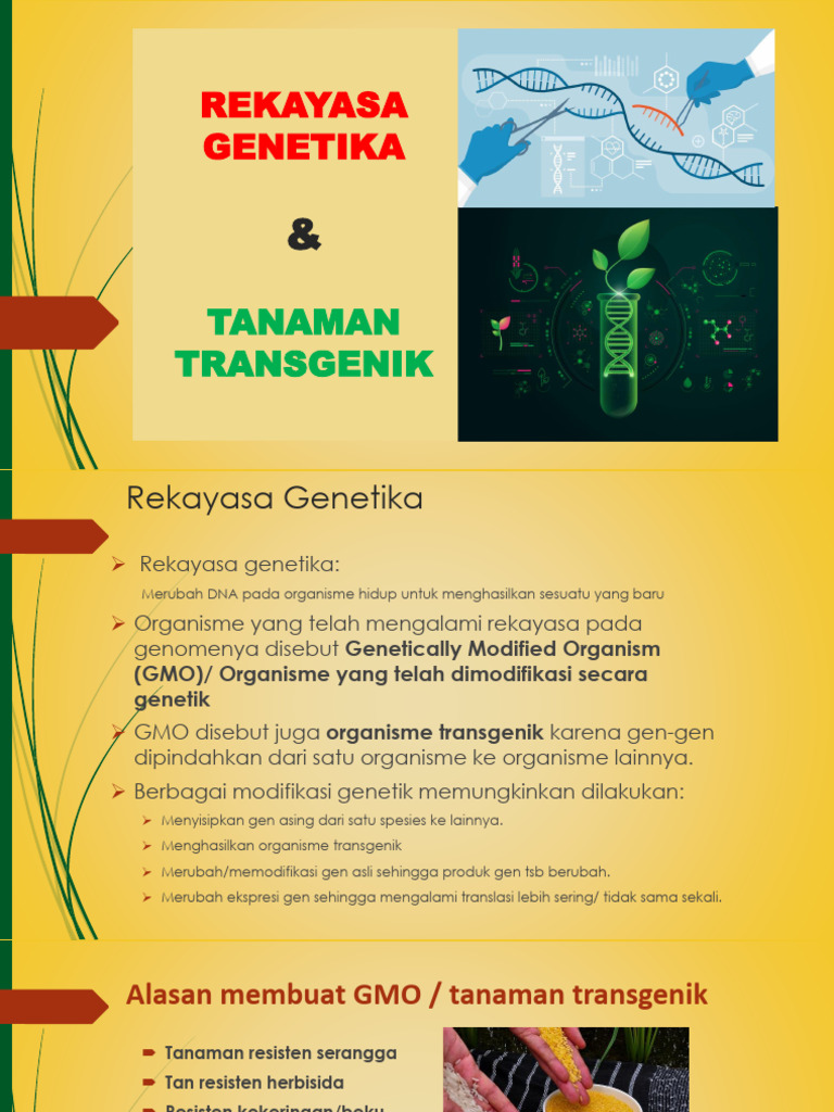 Rekayasa Genetika Dan Tanaman Transgenik | PDF