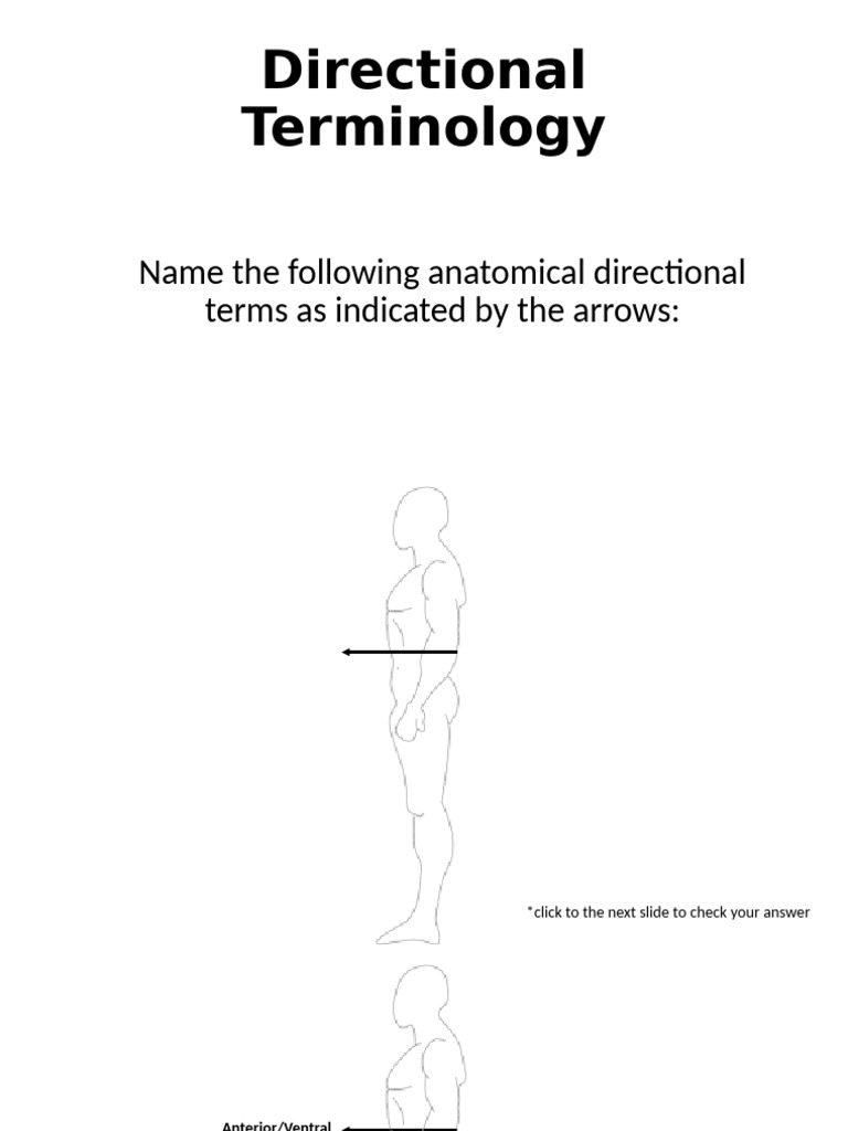 Directional Terminology Practice | PDF