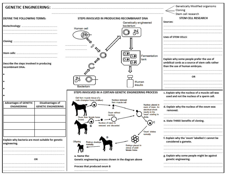 16.1 Genetics ONE PAGER 4 of 4 | PDF | Molecular Cloning | Genetic ...
