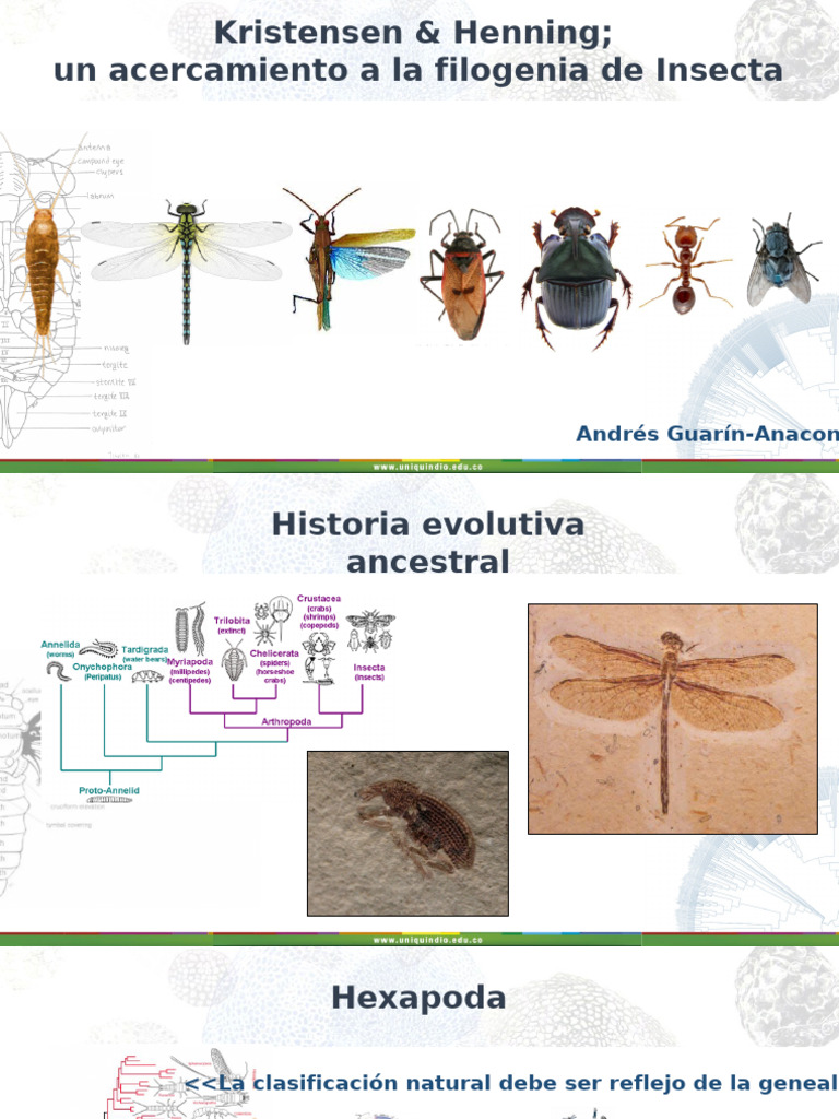 Expo Insecta | PDF | Hexapoda | Artrópodos