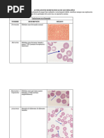 Alteraciones Morfológicas de Los Eritrocitos | PDF | Medicina CLINICA ...
