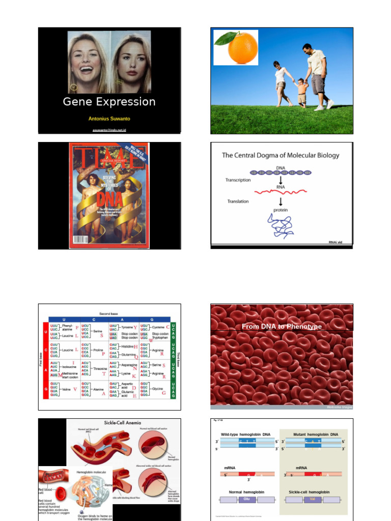 1. Gene Expression 2021 | PDF | Gene | Allele