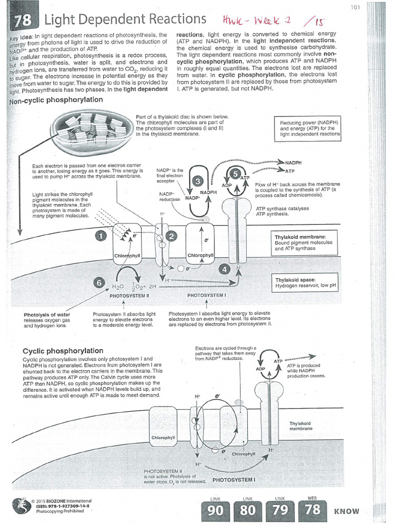 2 HWK - Light Dependent Reactions | PDF