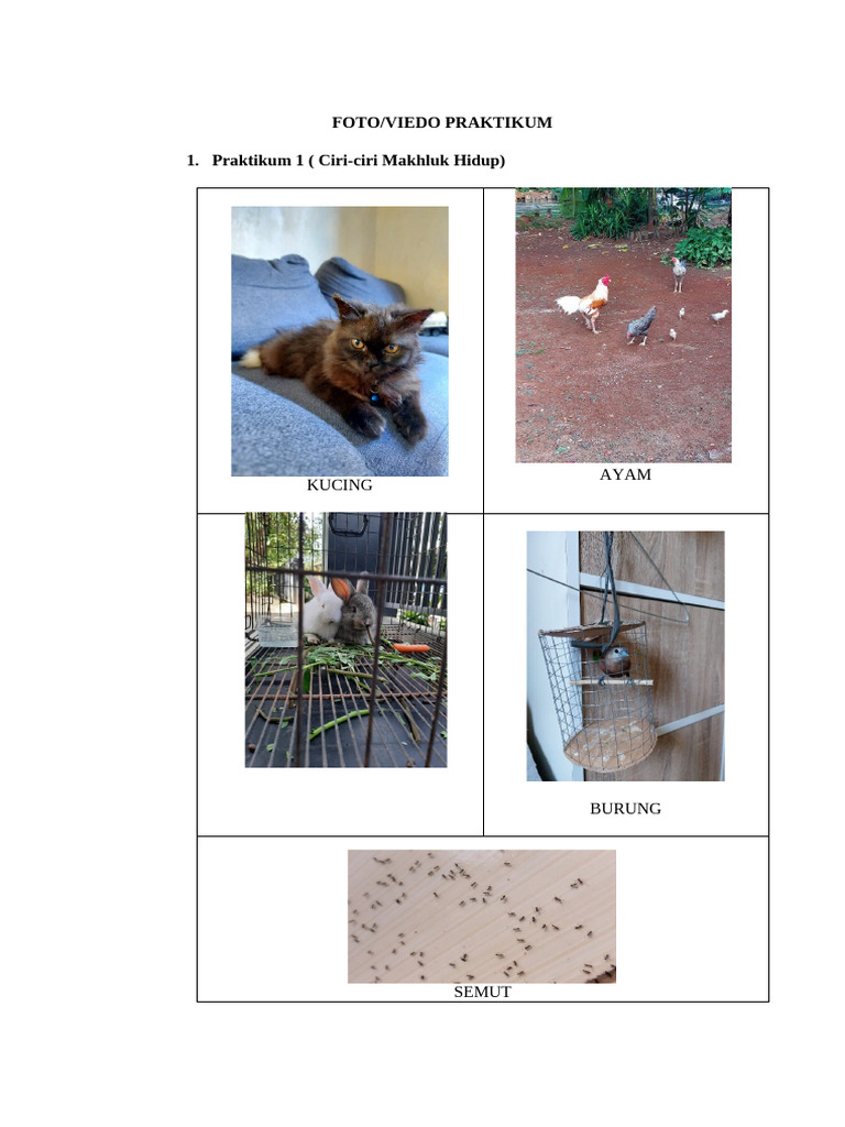 Foto Praktikum IPA FITRI | PDF