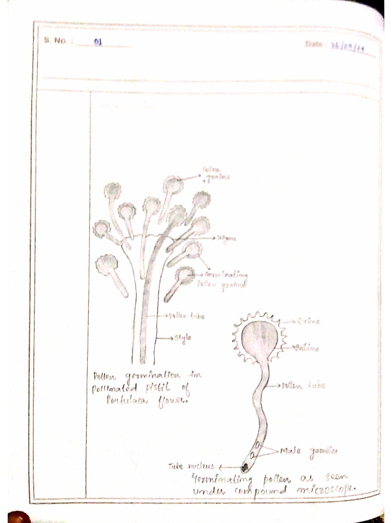 Botany Practical | PDF