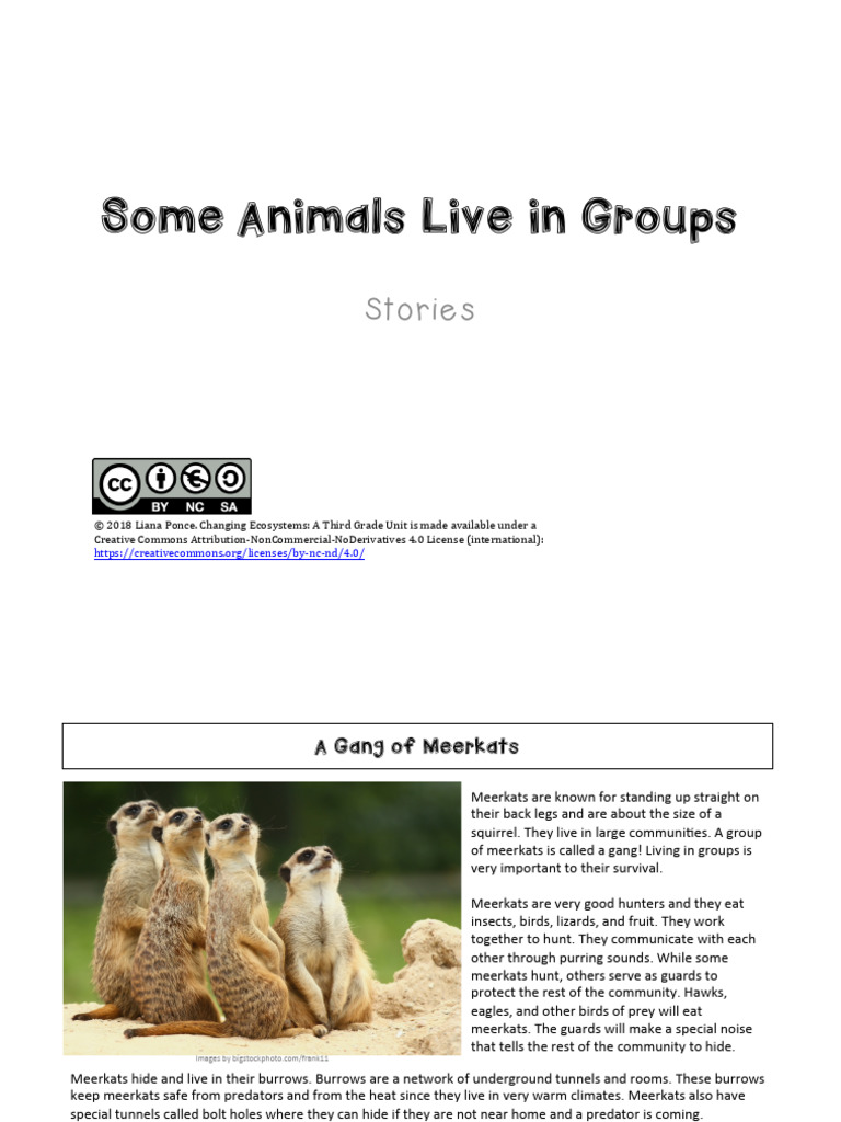 Social Structures of Group-Living Animals | PDF | Meerkat | Dolphin