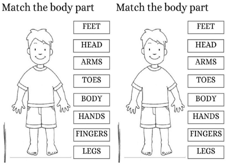 Body Parts Kinder Level | PDF