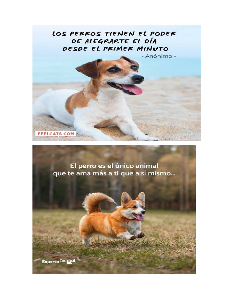 Los Perros | PDF