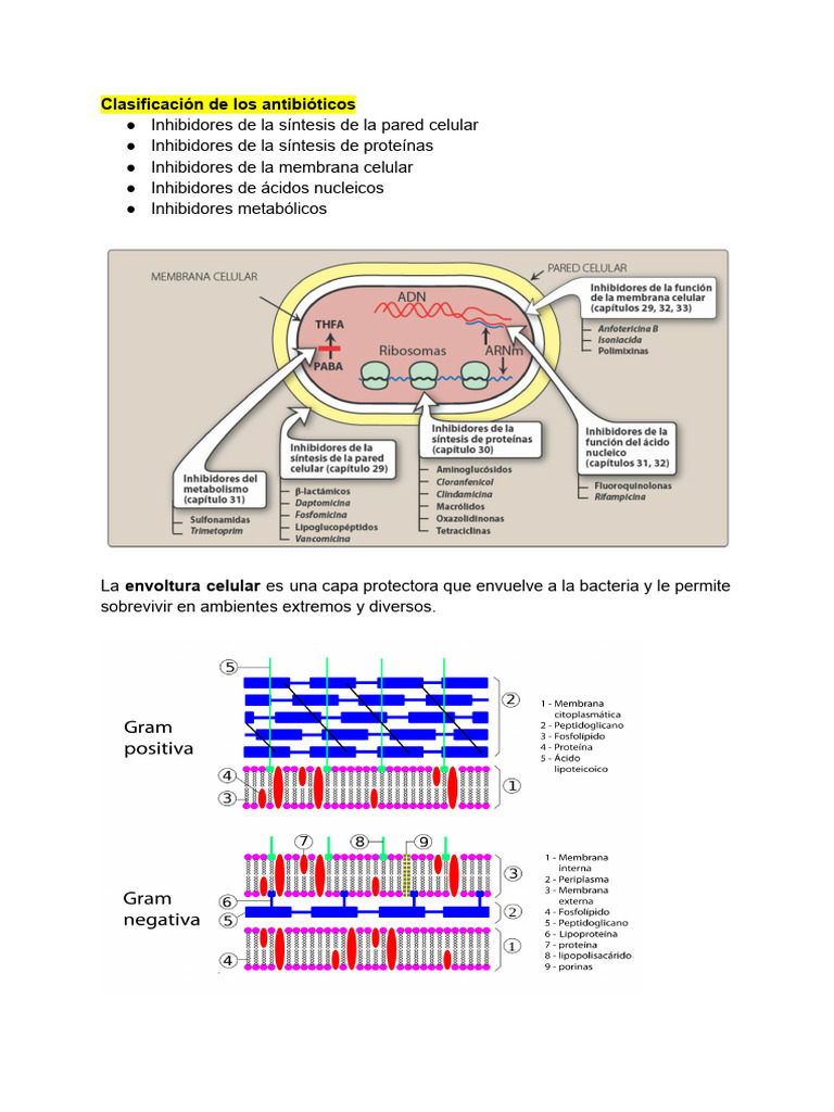 atb | PDF | Penicilina | Bacterias Gram-negativo