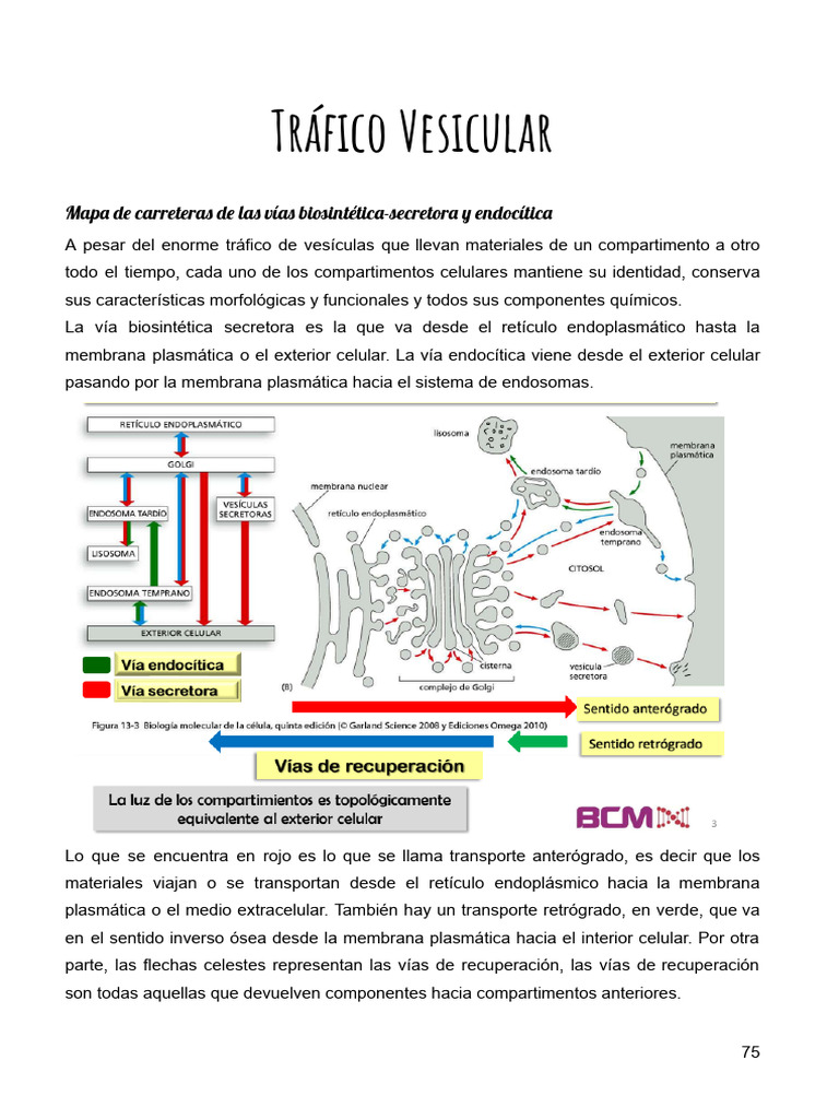 Tráfico Vesicular en Células | PDF | Biología Celular | Bioquímica