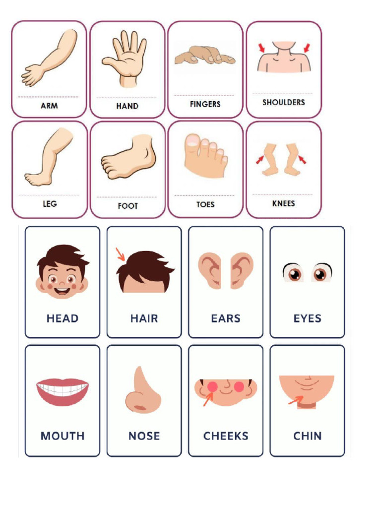 Body Parts Humans Animals | PDF