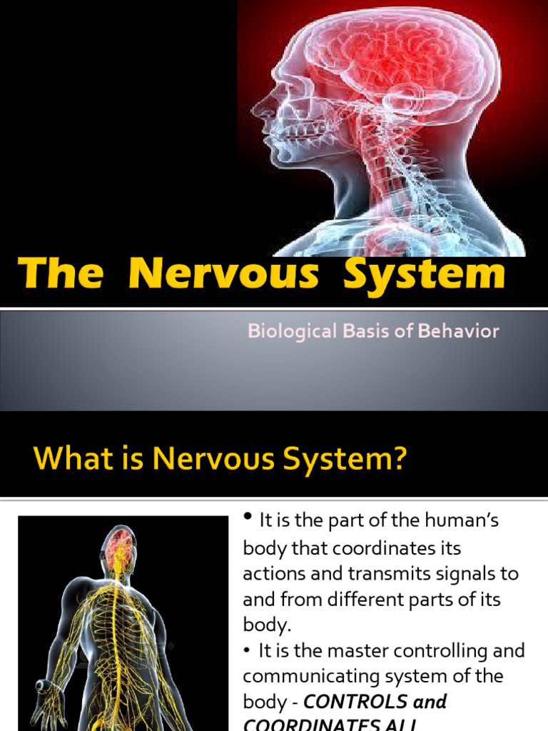 Nervous System Psychology | PDF | Cerebral Hemisphere | Cerebrum