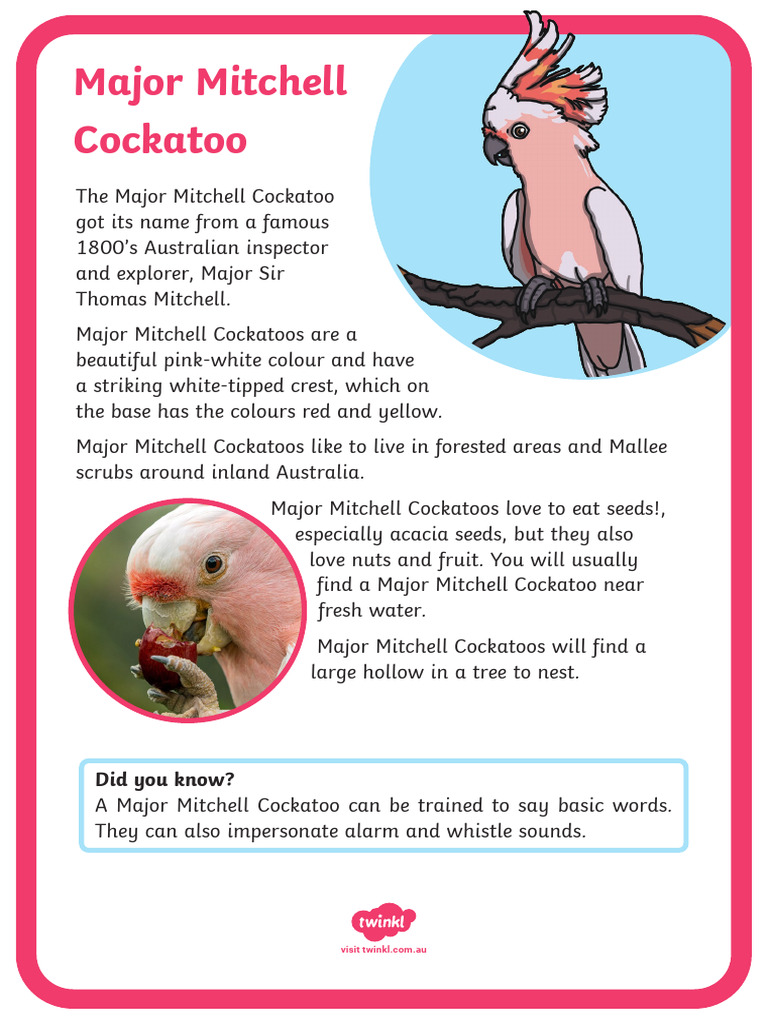 Australian Animals Fact File | PDF | Snake | Zoology