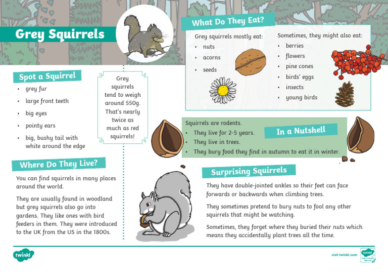 Grey Squirrel Fact File | PDF
