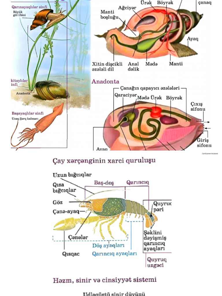 Şəkillər Zoologiya | PDF