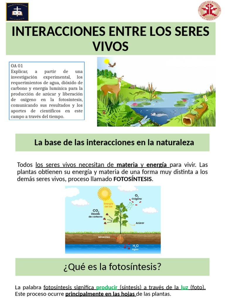 INTERACCIONES ENTRE LOS SERES VIVOS-6° básico | PDF | Fotosíntesis ...